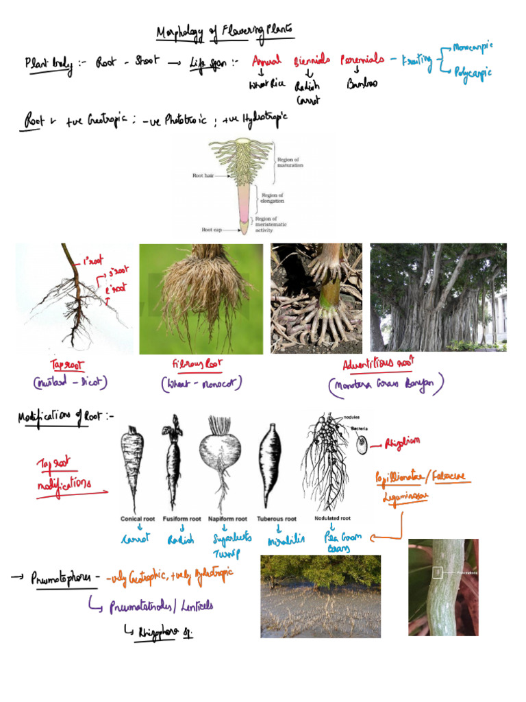 Root Stem Leaf | PDF