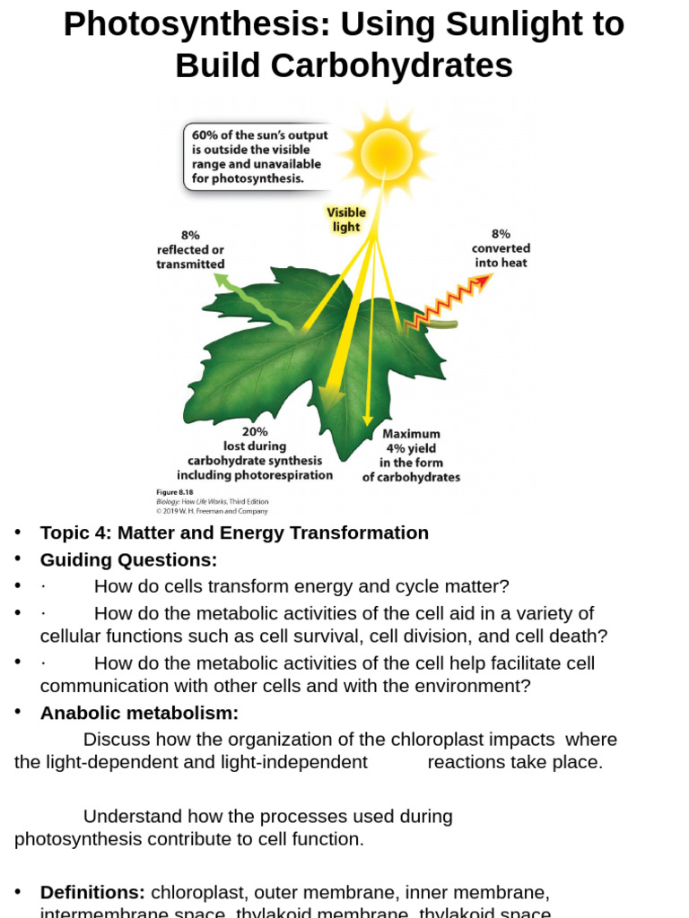 Chapter 8 - Photosynthesis - Students | PDF