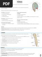 Anatomía y Estructura del Tórax | PDF | Tórax | Vértebra