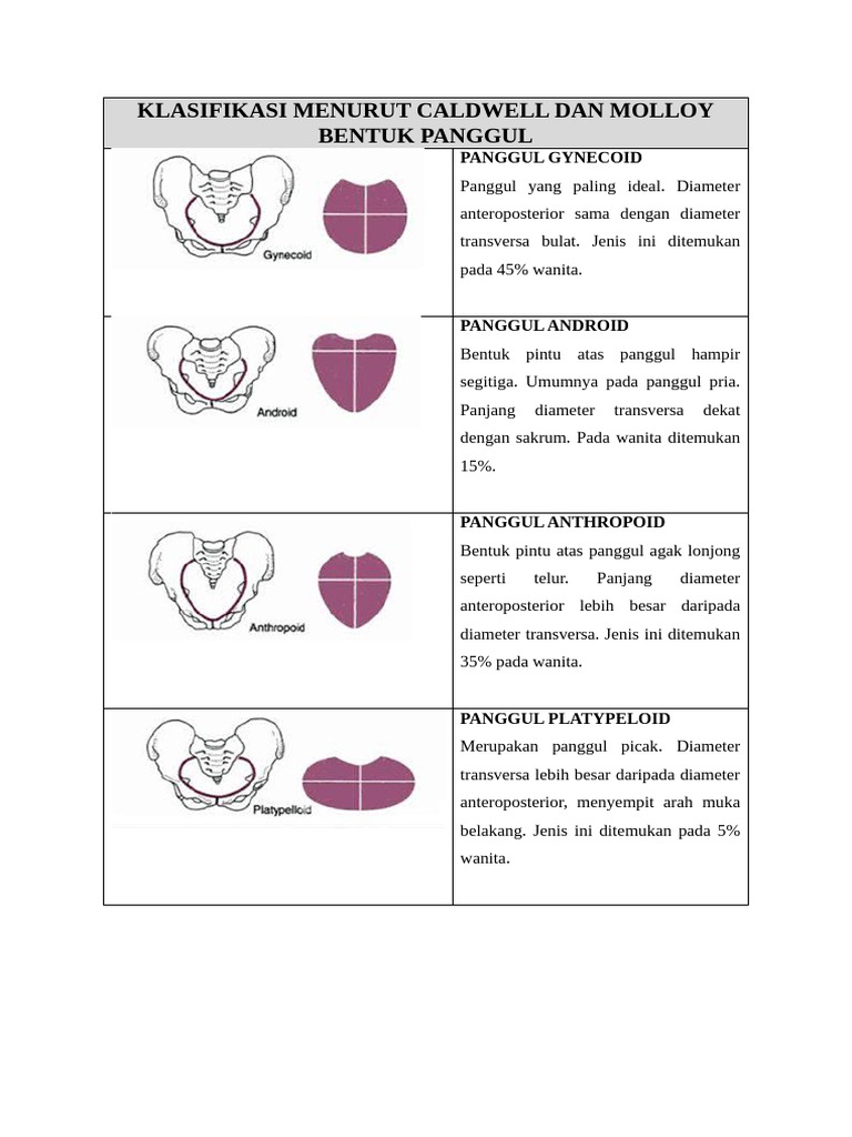 HAPALAN ANATOMI | PDF