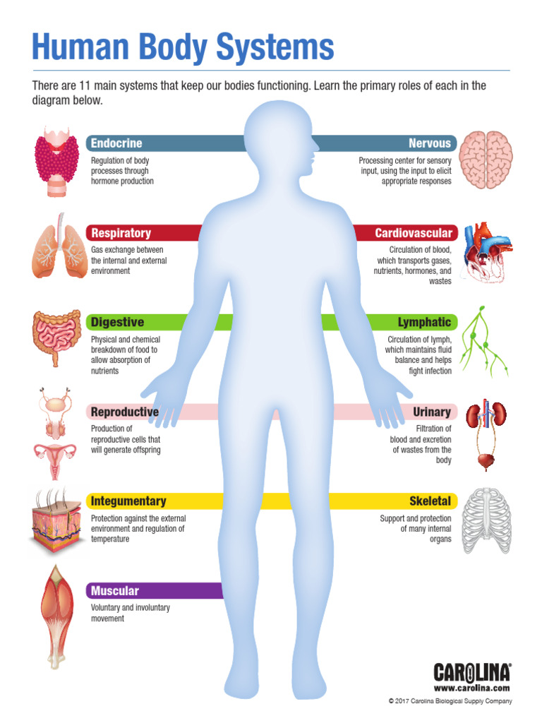 Human Body Systems Infographics Overview of 11 Systems | PDF | Human ...