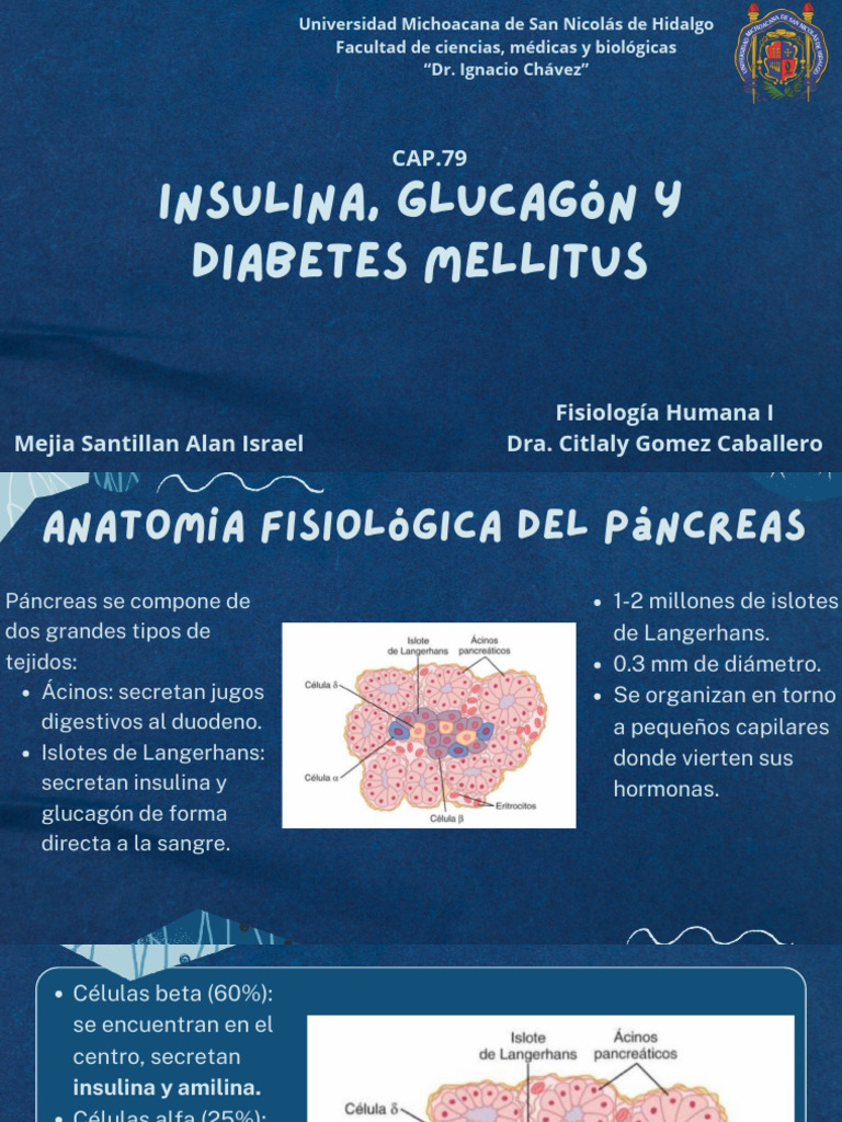 Anatomía y función del páncreas humano | PDF | Insulina | Glucógeno