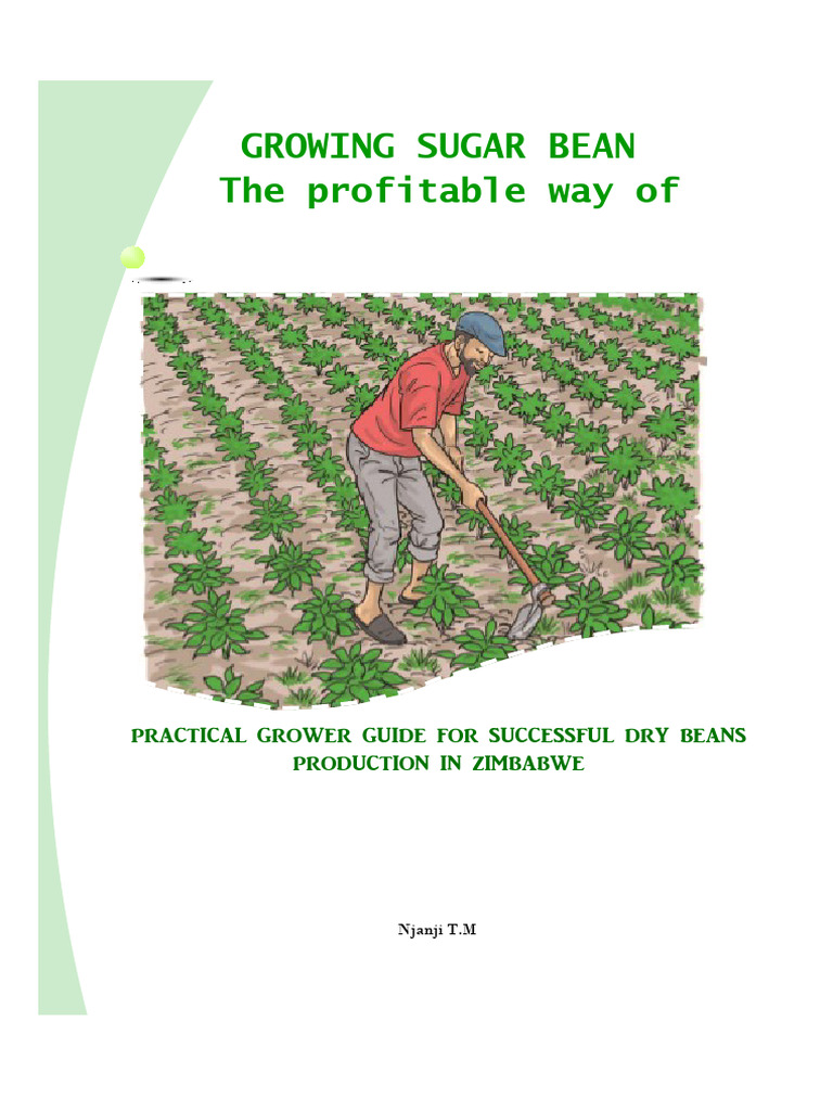 Sugar Beans Farming Guide for Zimbabwe | PDF | Agriculture | Botany