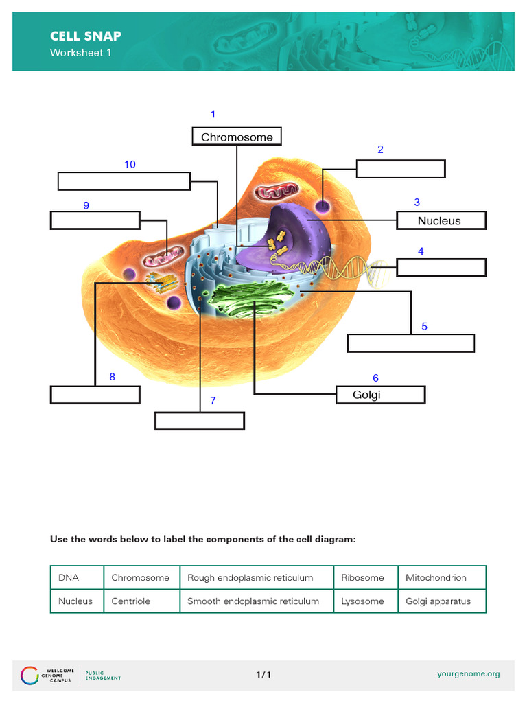 Label Organelles | PDF