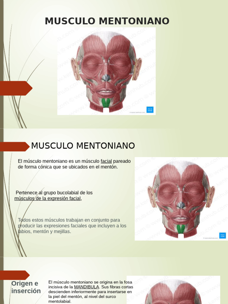 Musculo Mentoniano | PDF