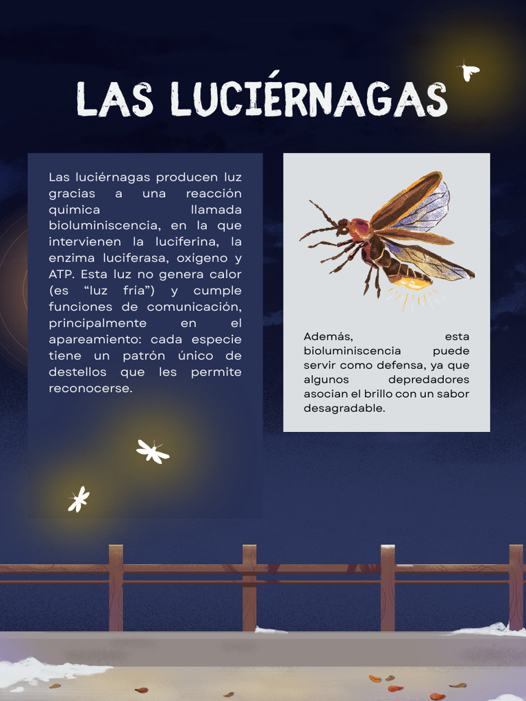 Bioluminiscencia en Luciérnagas | PDF