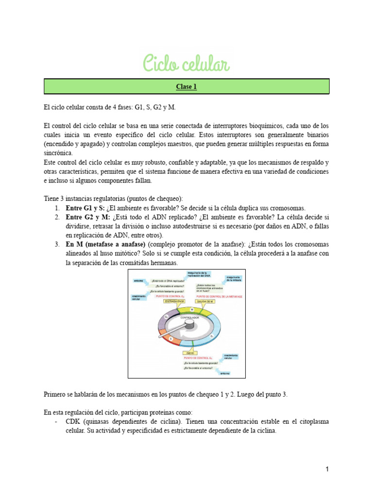 Regulación del Ciclo Celular y CDK-Ciclinas | PDF | Ciclo celular | P53