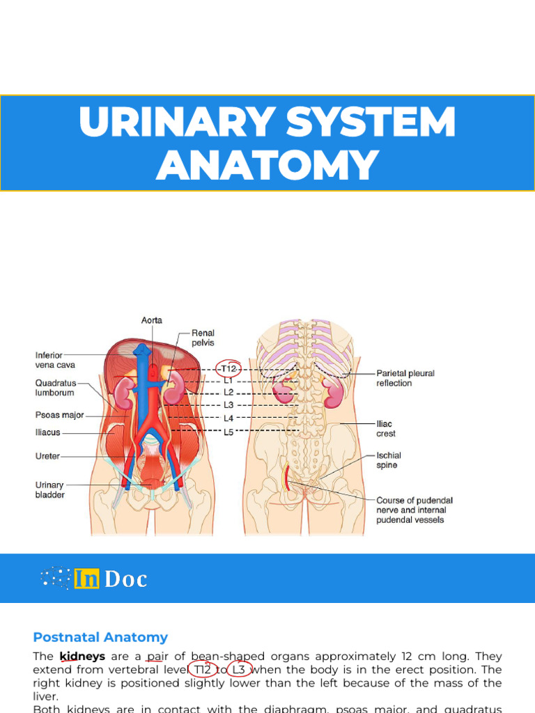 Urinary System Anatomy and Function | PDF | Urinary Incontinence ...