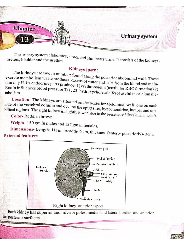 Urinary System | PDF