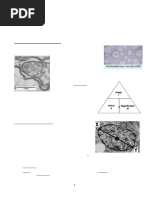 Add Scale Bar in ImageJ: Step-by-Step Guide | PDF | Pixel | Imaging