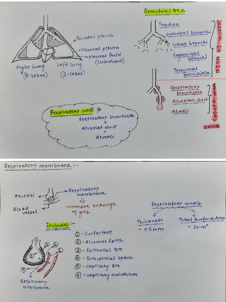 Organization of Respiratory System | PDF