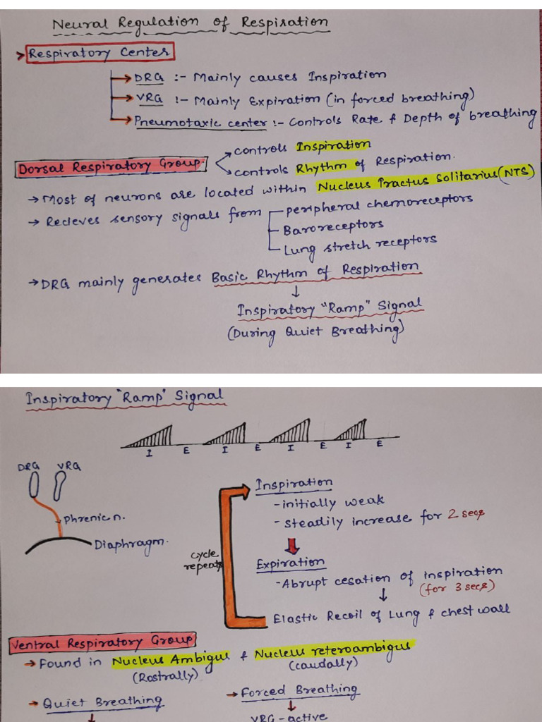 Neural Regulation of Respiration | PDF