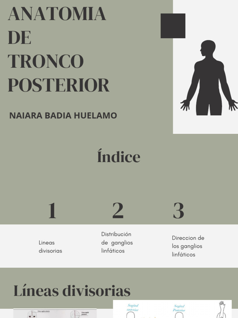 Tronco Posterior | PDF