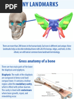 Mink Dissection Anatomy Guide | PDF | Anatomical Terms Of Location ...