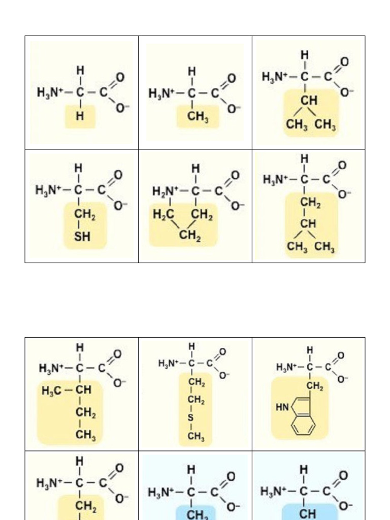 Flash Cards Amino Acids | PDF