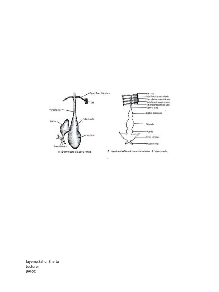 Efferent Branchial Arteries in Fish | PDF | Heart | Vein