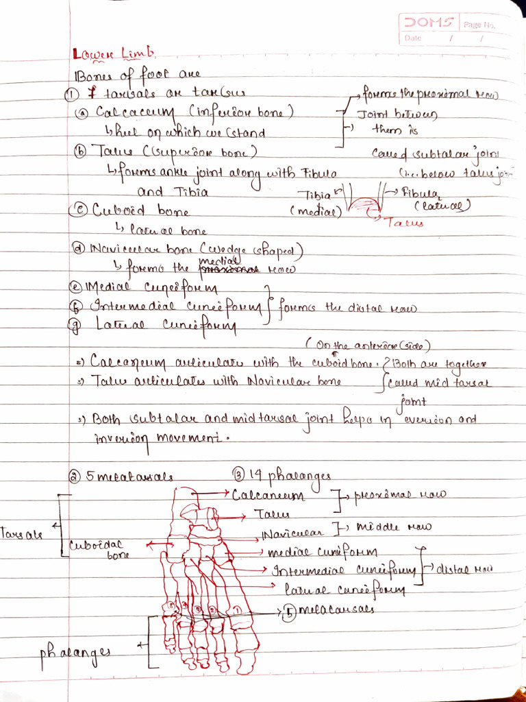 Bones and Sole of Foot | PDF | Lower Limb Anatomy | Limbs (Anatomy)