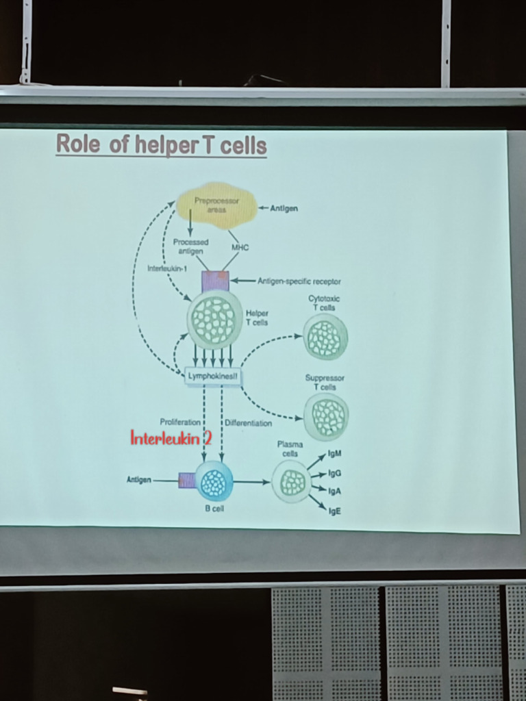 Cell Mediated Immunity 2 + Humoral Immunity.1 | PDF | Lymphocyte ...
