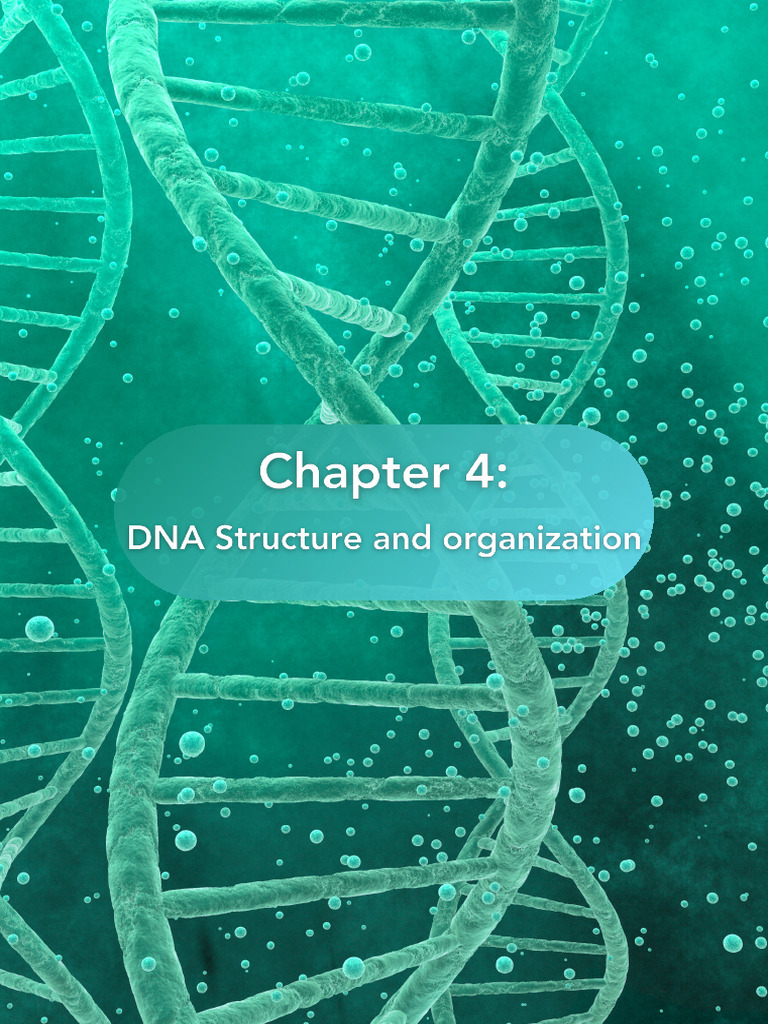 9) DNA Structure and Organization | PDF | Dna | Nucleic Acids