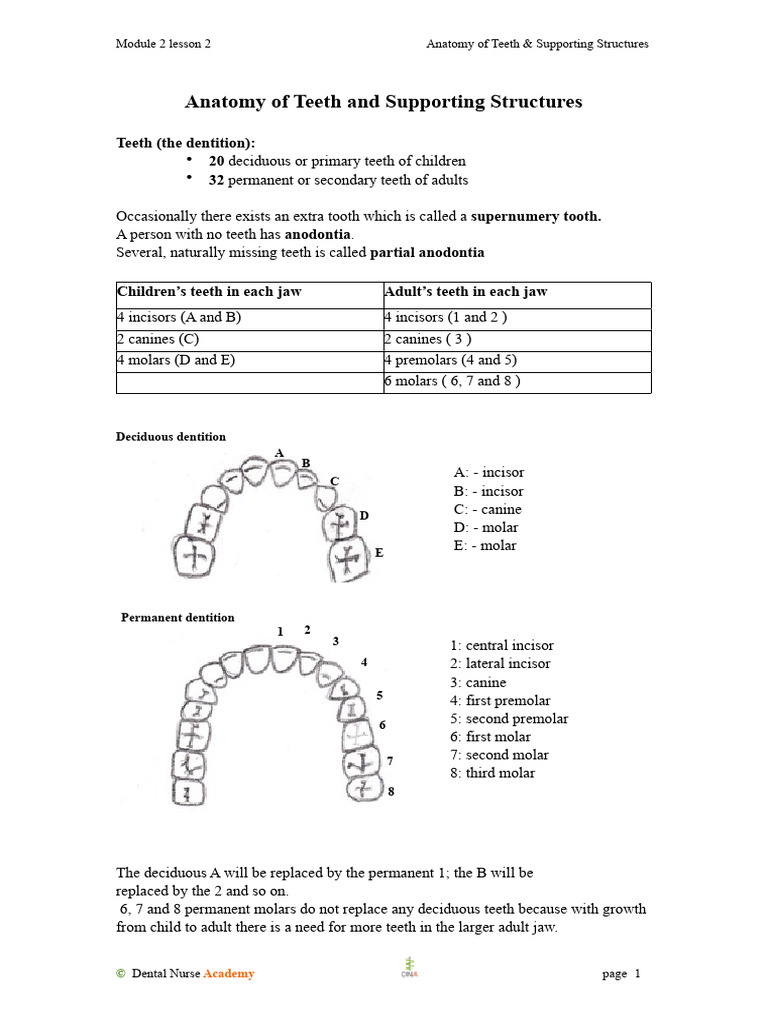 Anatomy of Teeth and Support Structures | PDF | Dental Anatomy | Human ...