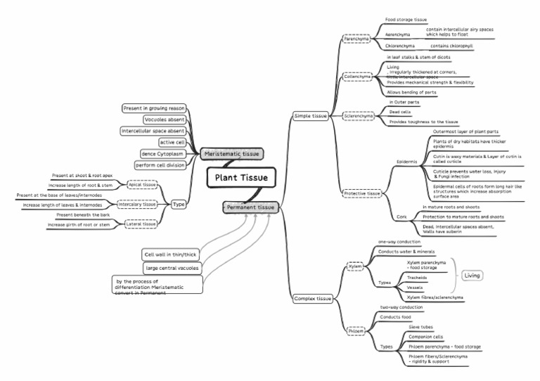 2 Plant Tissue Printable FRB - 250729 - 194913 | PDF