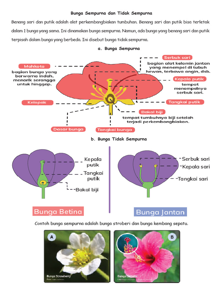 Bunga Sempurna Dan Tidak Sempurna | PDF