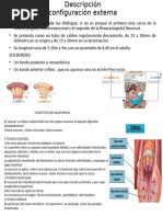 Función y Estructura de Criptas de Lieberkühn | PDF