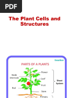 Eukaryotic Cells - Plant, Algal & Fungal Cells Revision Notes - A-Level ...