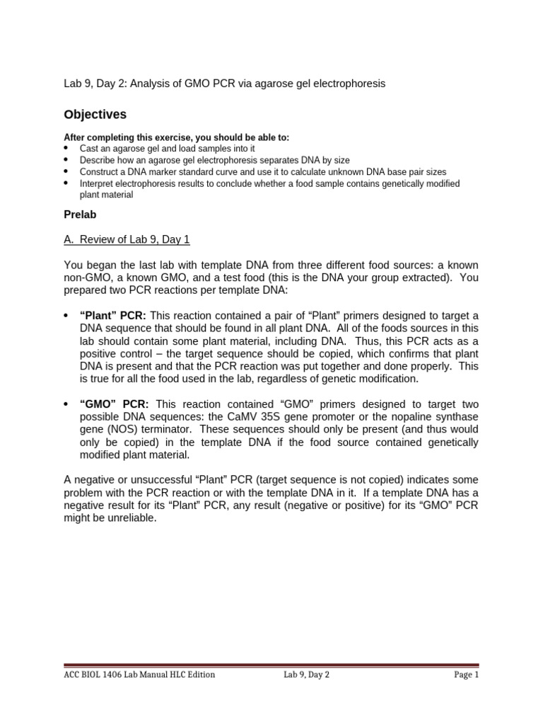 Lab 9 Day 2 Agarose Gel Electrophoresis of GMO PCR Fall 2023 | PDF ...