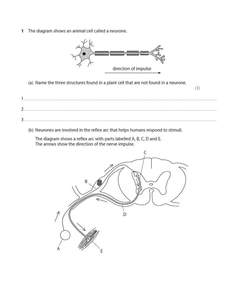 Coordination and Response 2 QP | PDF | Nerve | Neuron