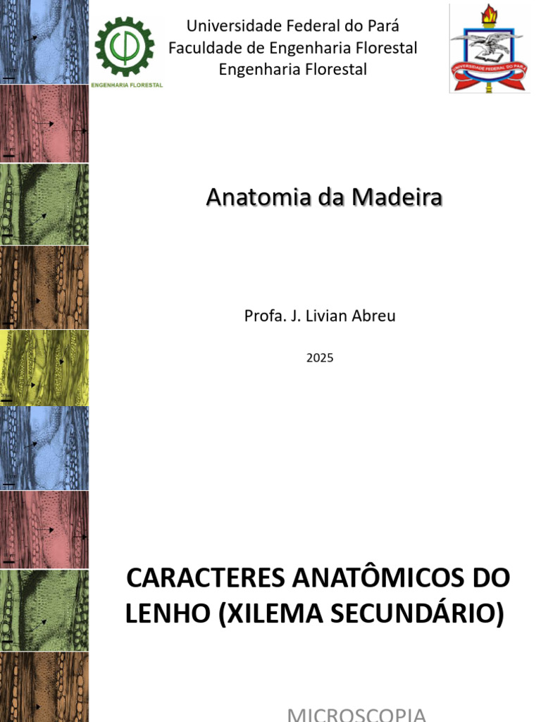 Anatomia da Madeira: Estruturas e Características | PDF | Biologia ...