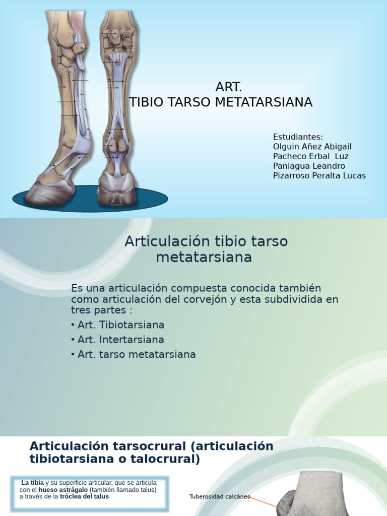 Articulacion Tibio Tarso Metatarsiana | PDF | Articulación | Sistema ...