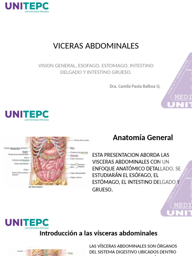 Anatomía de las vísceras abdominales | PDF | Abdomen | Intestino grueso