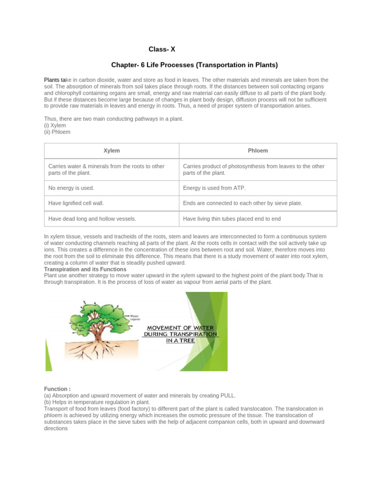 Plant Transportation: Xylem & Phloem Explained | PDF | Root | Botany