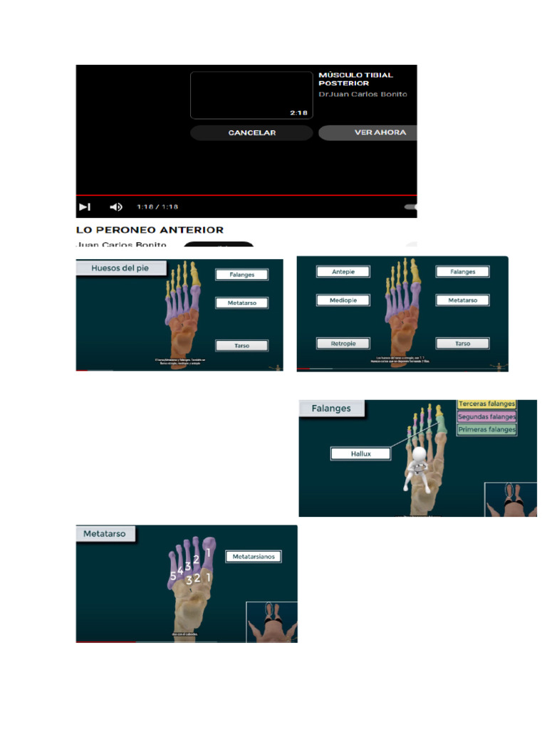 Extensor común de los dedos de los pies | PDF | Pie | Anatomía humana