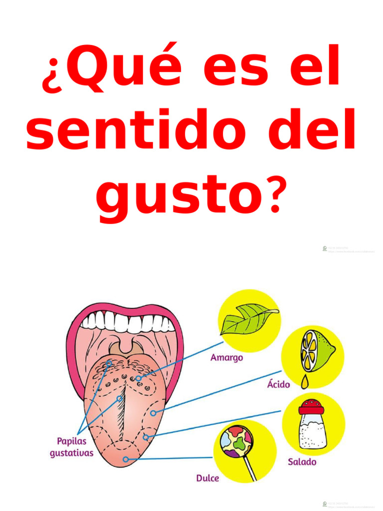 Que Es El Gusto | PDF | Gusto | Biología