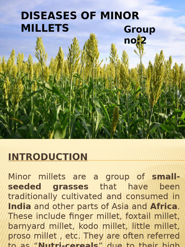 Minor Millets (Orgl) 1 | PDF | Plants | Botany