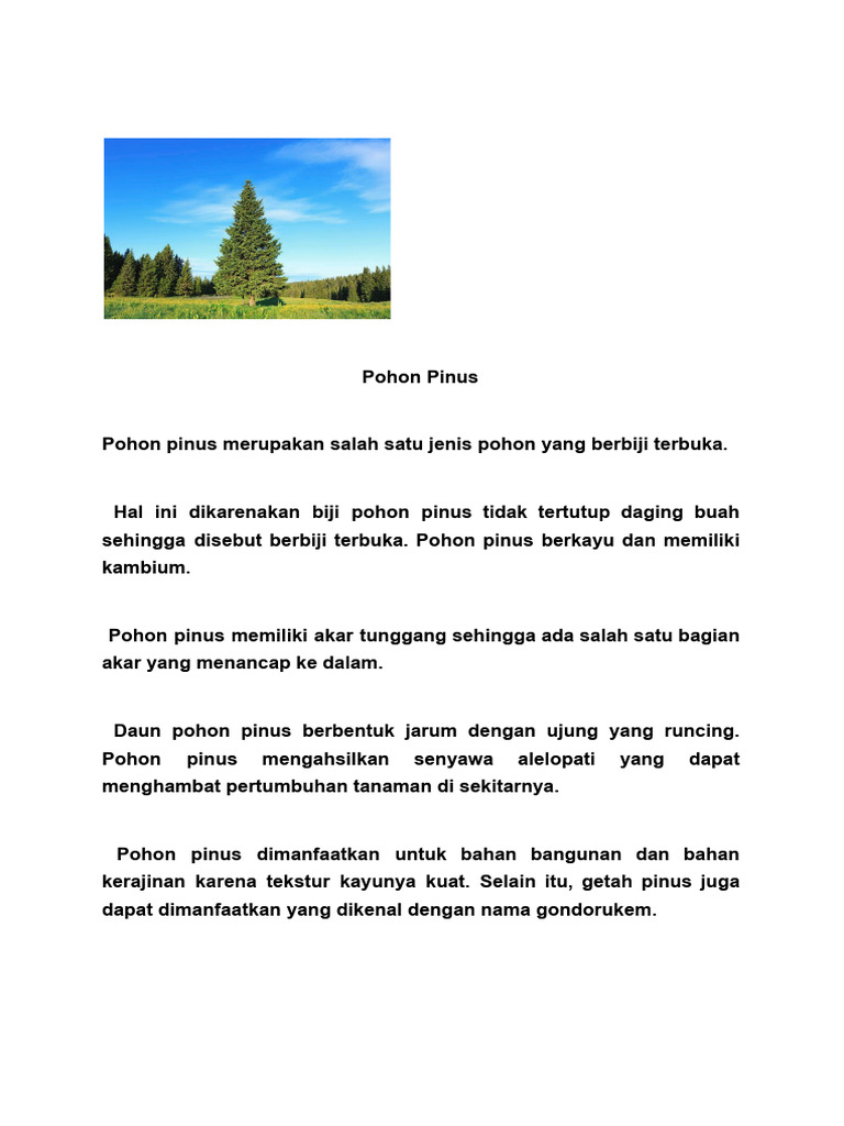 Pengertian dan Manfaat Pohon Pinus | PDF