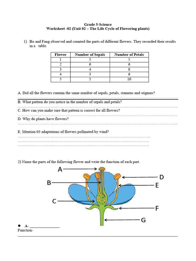 Grade 5- Science-Worksheet 01-Investigating Plant | PDF | Flowers | Petal