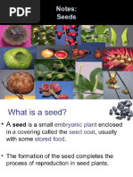 Function and Role of Plumule in Seeds | PDF | Seedling | Biology