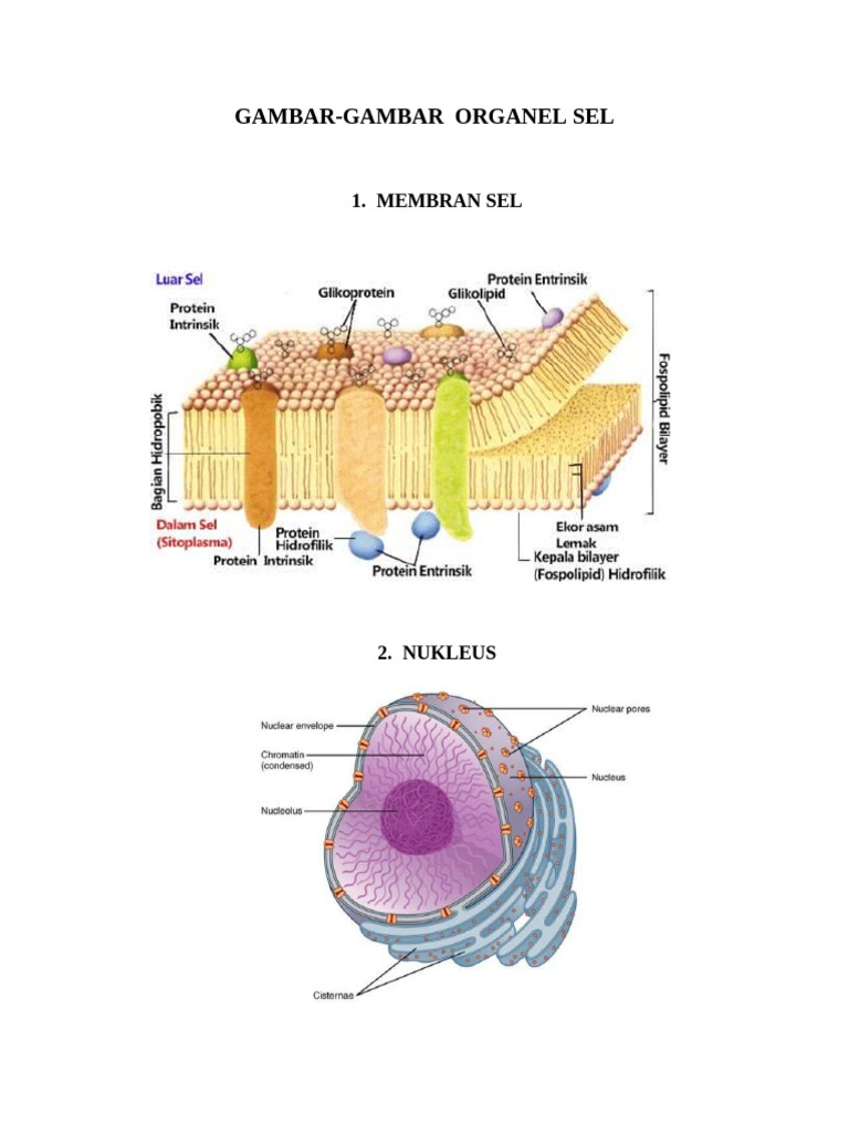 Gambar Organel Sel | PDF