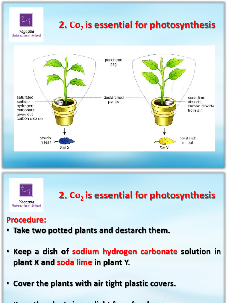 Essential Factors in Photosynthesis | PDF | Photosynthesis | Carbon Dioxide