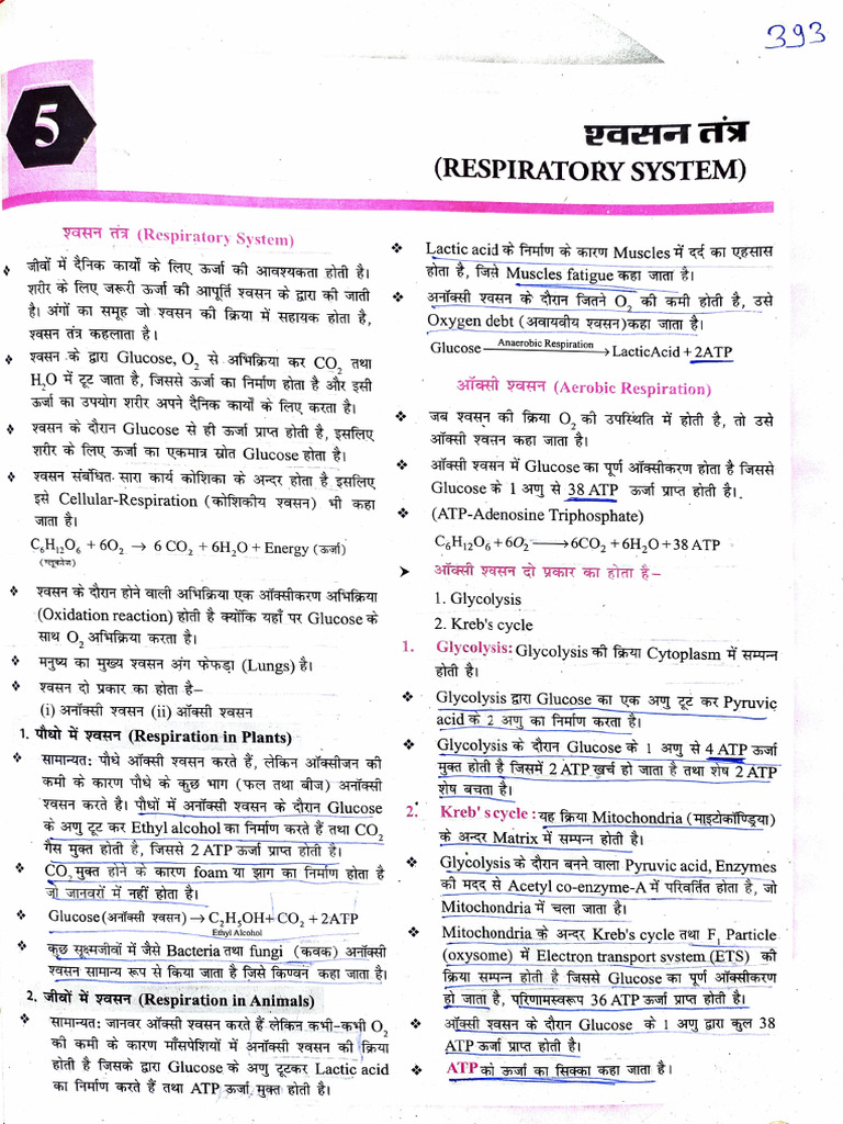 05.respiration System | PDF | Cellular Respiration | Glycolysis