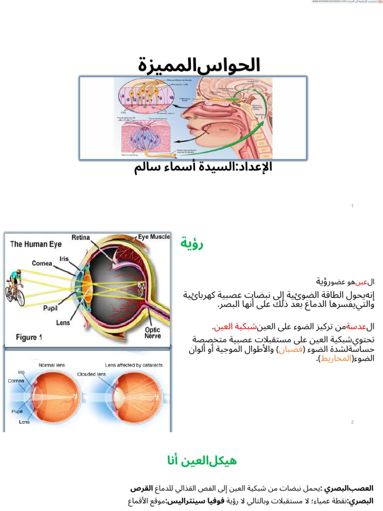 Spical Senses 11مترجم | PDF