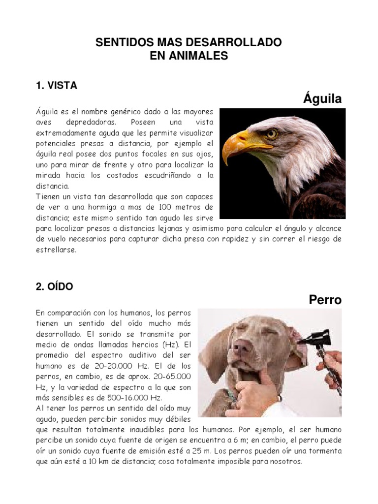 Sentidos Mas Desarrollado Animales