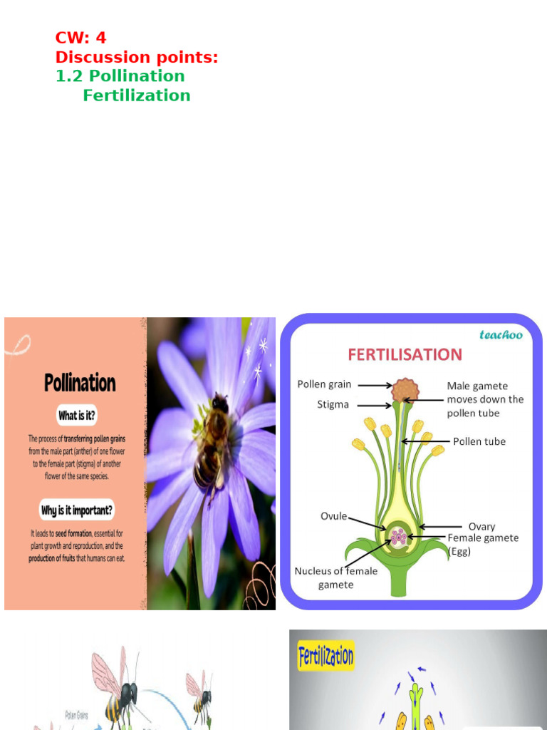 Pollination and Flower Anatomy Quiz | PDF