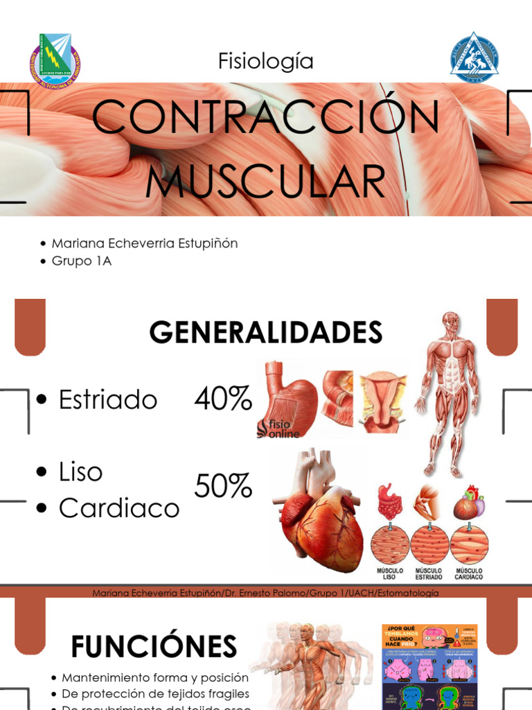 Contracción Muscular: Anatomía y Función | PDF | Músculo | Contracción ...