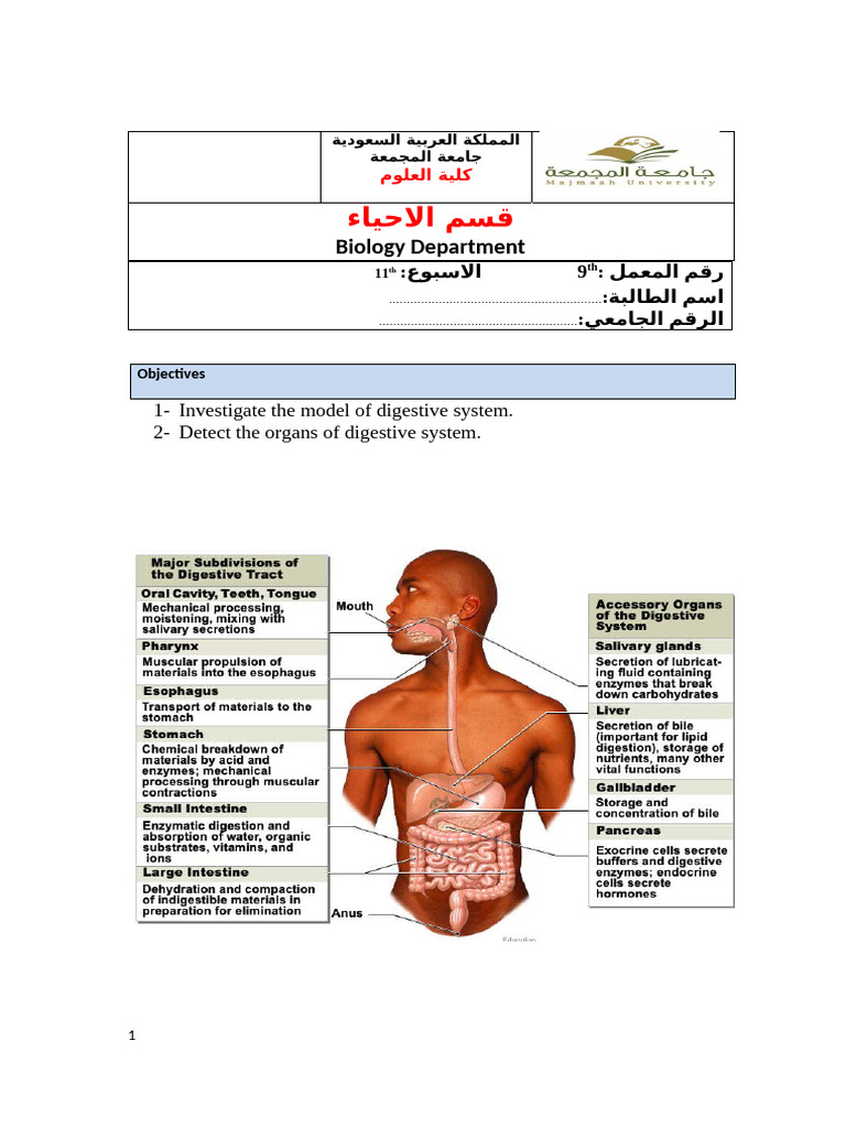 9th Lab Histology | PDF