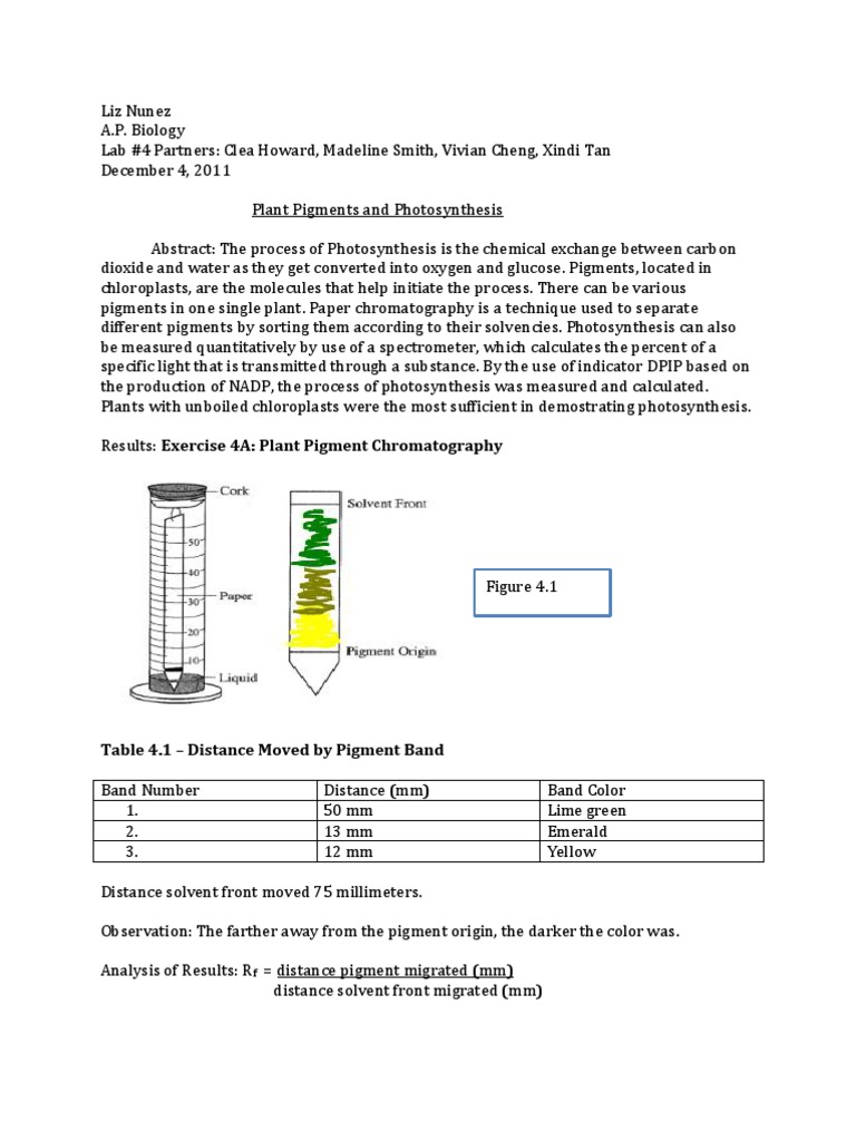 A.P. Biology Lab #4 Photosynthesis | PDF | Photosynthesis | Chloroplast
