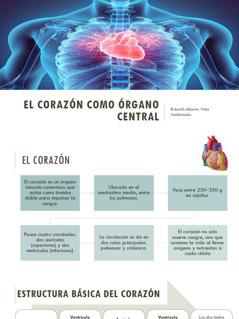 Funciones y Estructura del Corazón | PDF | Sistema circulatorio | Corazón